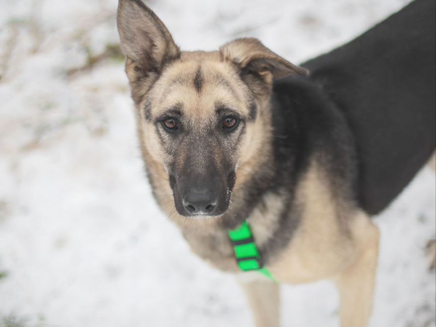 Собака в добрые руки отдам бесплатно