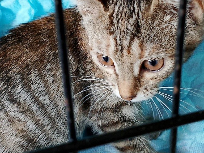 В клетке сидит котёнок малыш