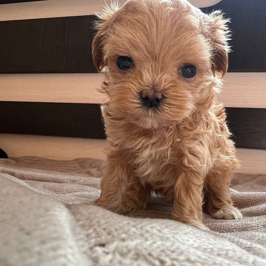 Мальтипу f1 мини мальчик