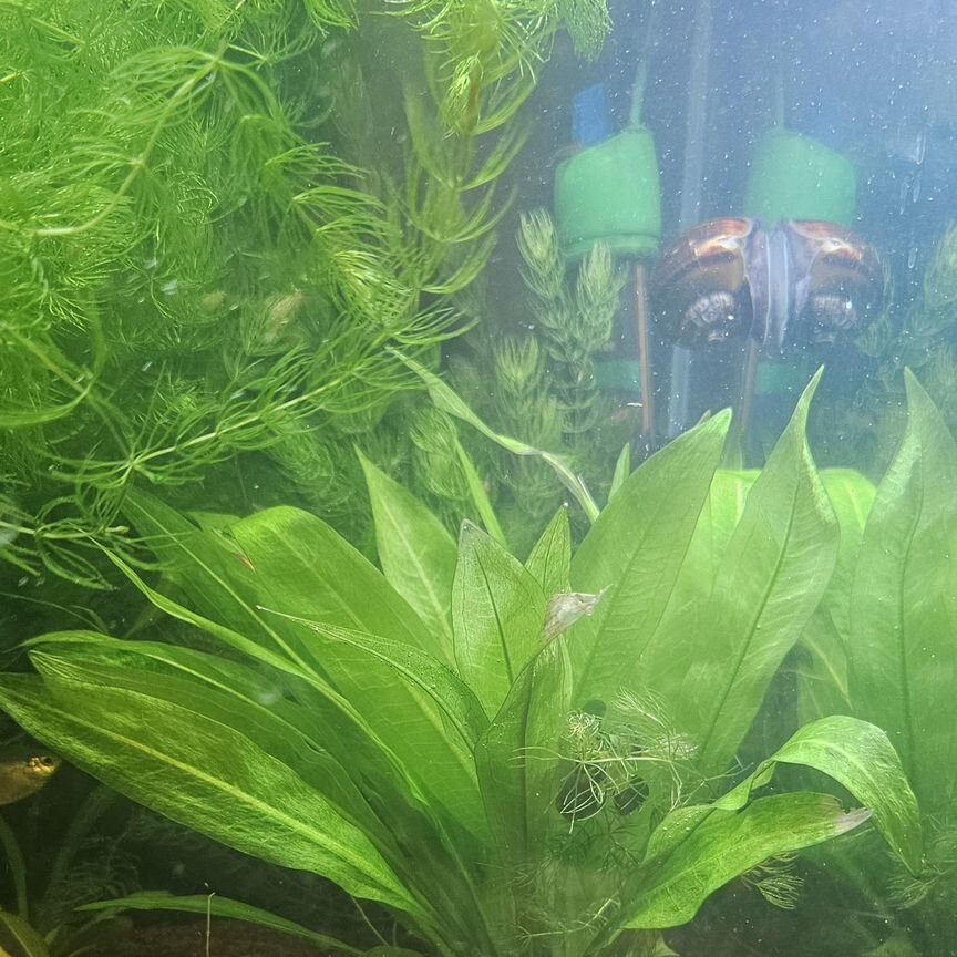 Роголистик эхинодорус  ампулярии  боция  анциструс