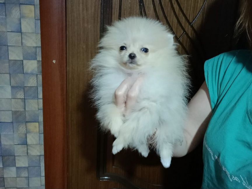 Шпиц очень маленькая девочка