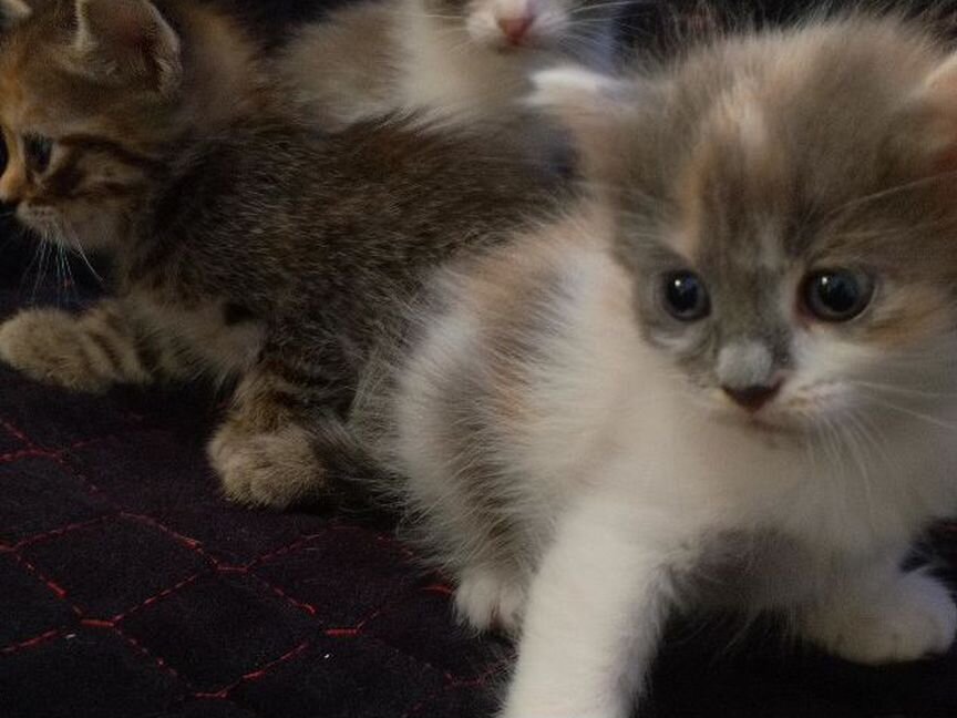 Котята в добрые руки