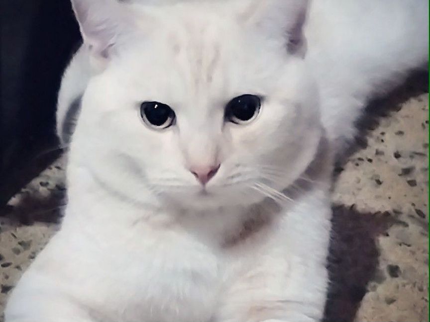 Красивый и очень умный кот