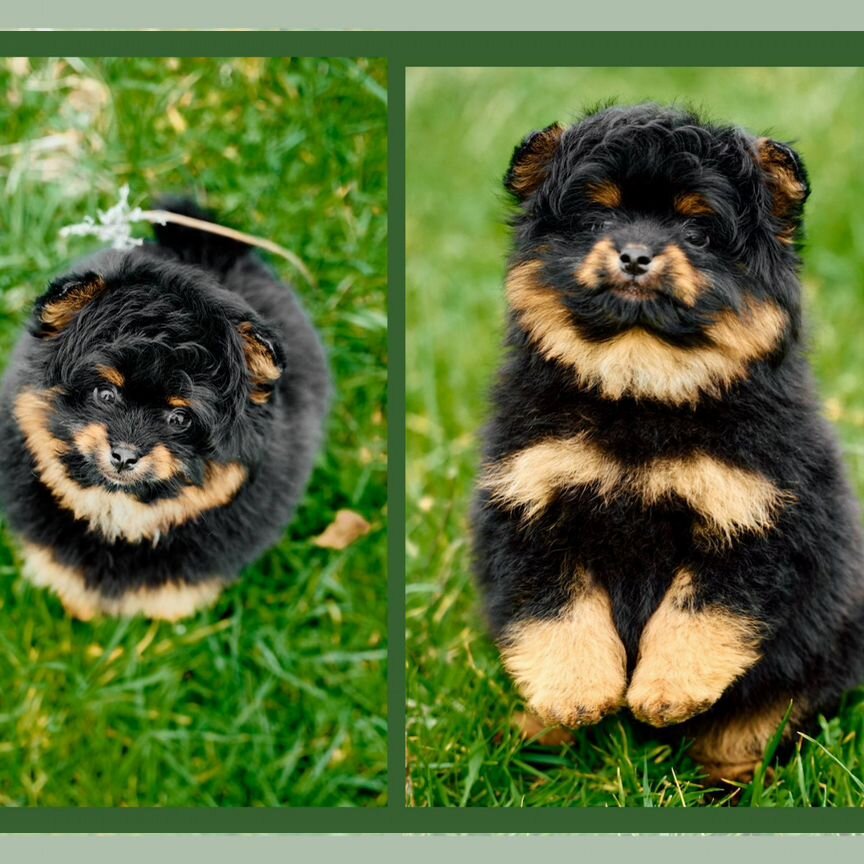 Мальтипу, щенок