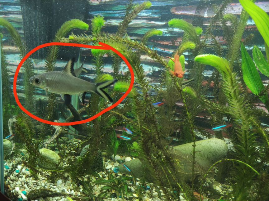 Рыбки акулий бала бесплатно