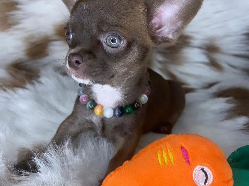 Мальчишка мышонок mini