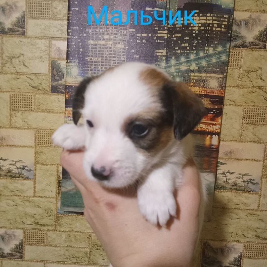 Щенки джек рассел терьер