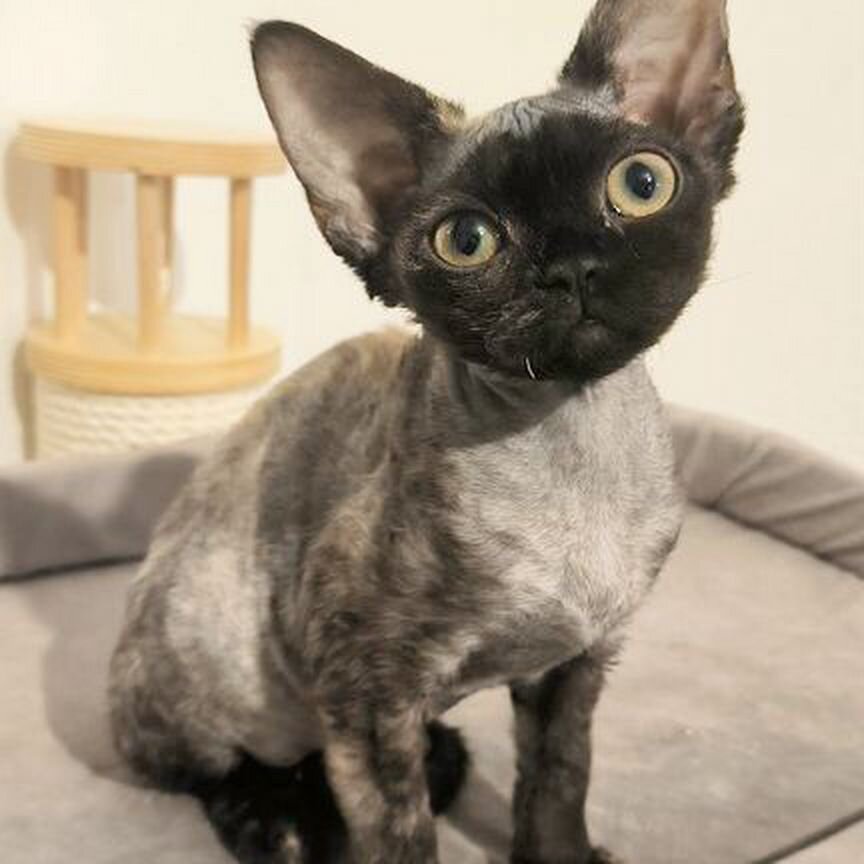 Девон-рекс девочка
