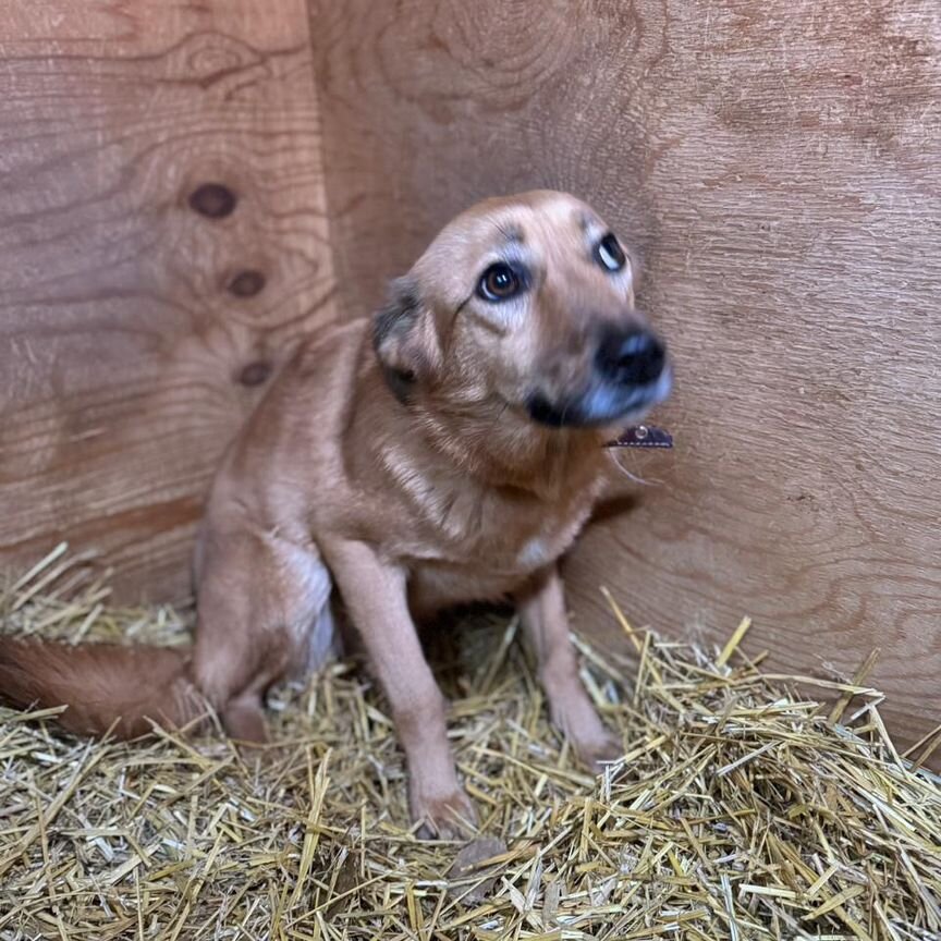 Меренге очень холодно