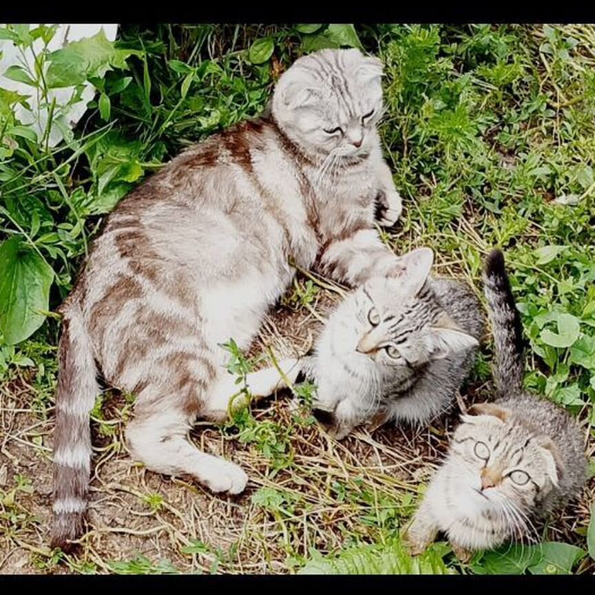 Шотландская кошечка