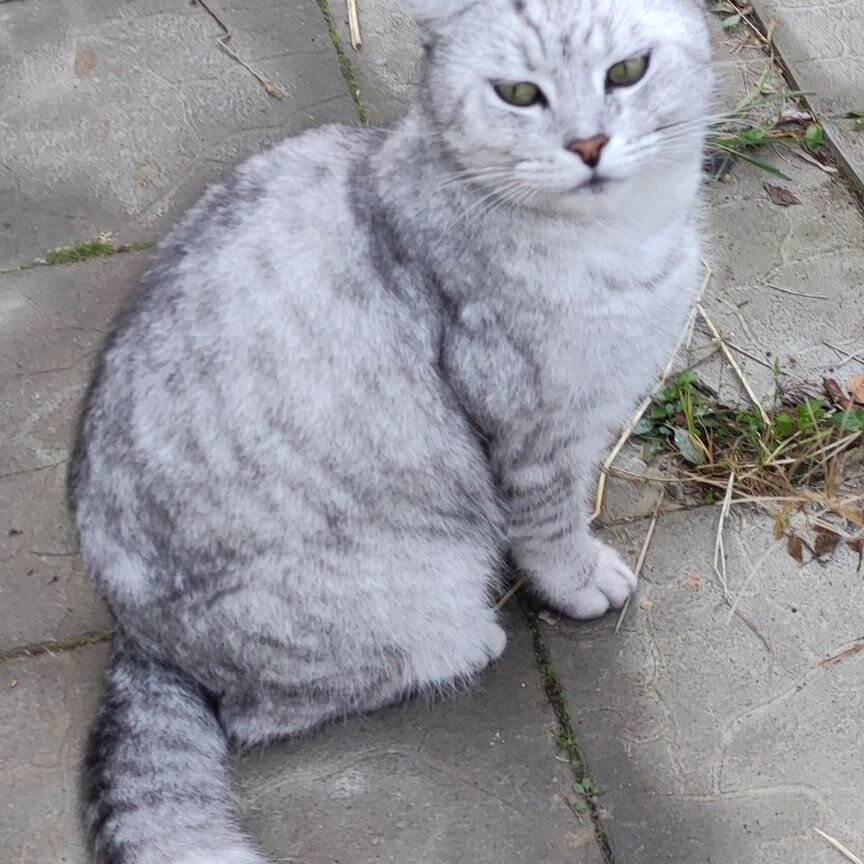 Котята в добрые руки бесплатно