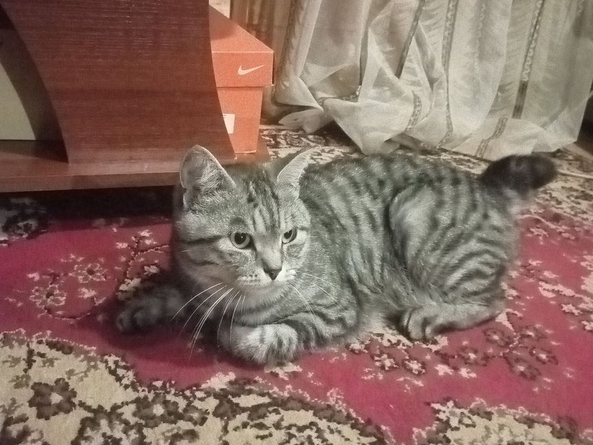 Курильский бобтейл в добрые руки
