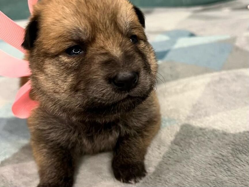 Щенок в добрые руки