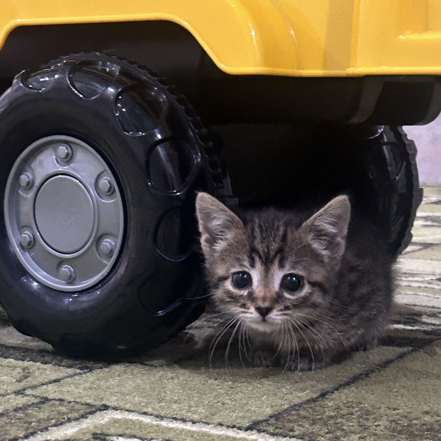 Отдам в добрые руки маленького котенка