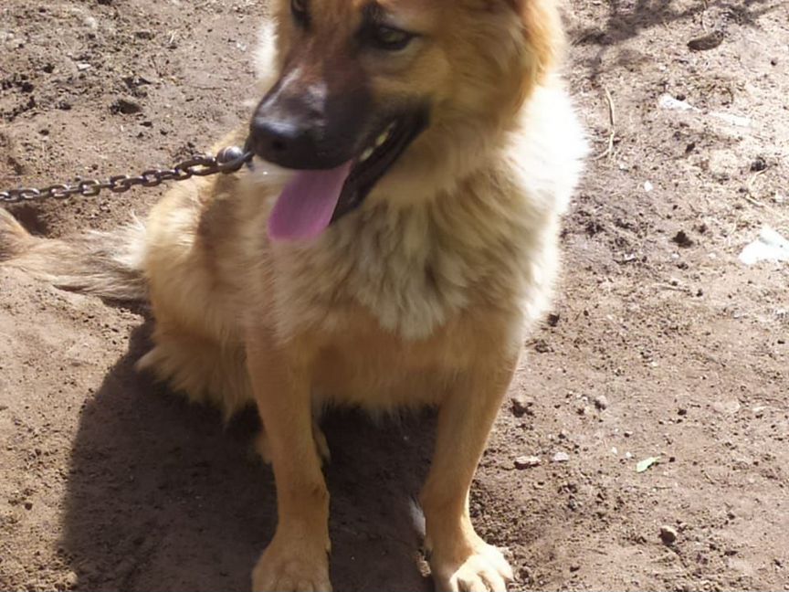 Кавказская овчарка помесь