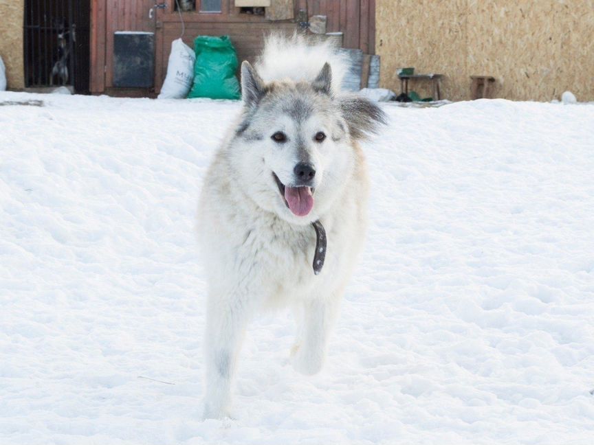Хаски Спарта в хорошую семью бесплатно