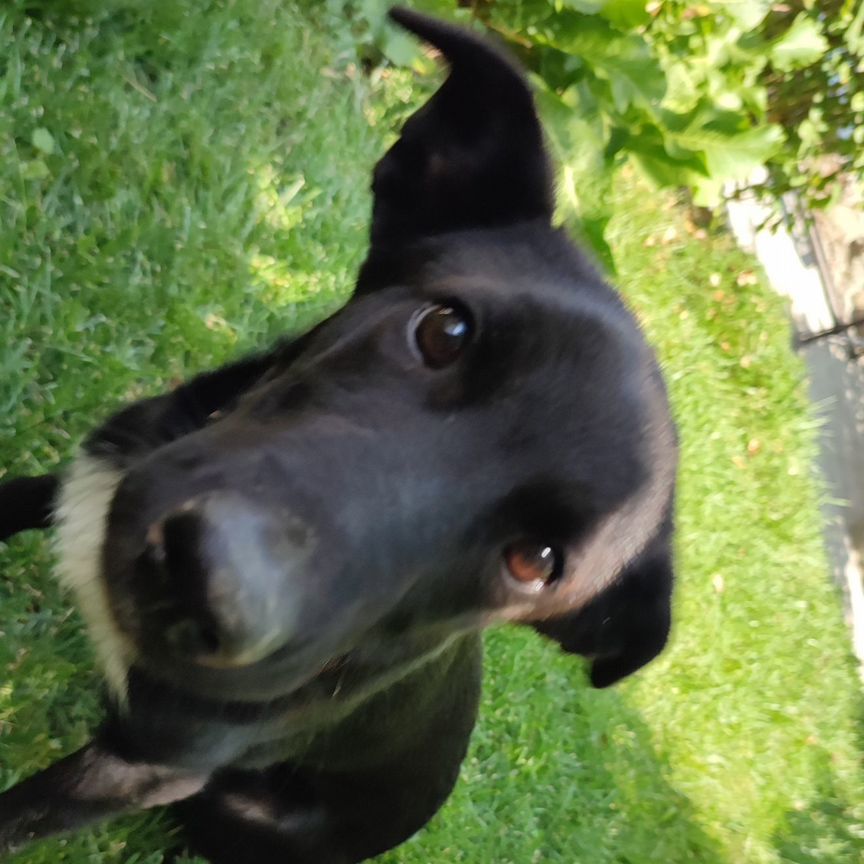 Будем друзьями Я - собачка