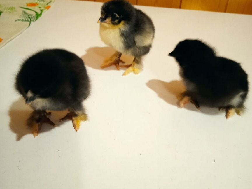 Цыплята породы брама суточные