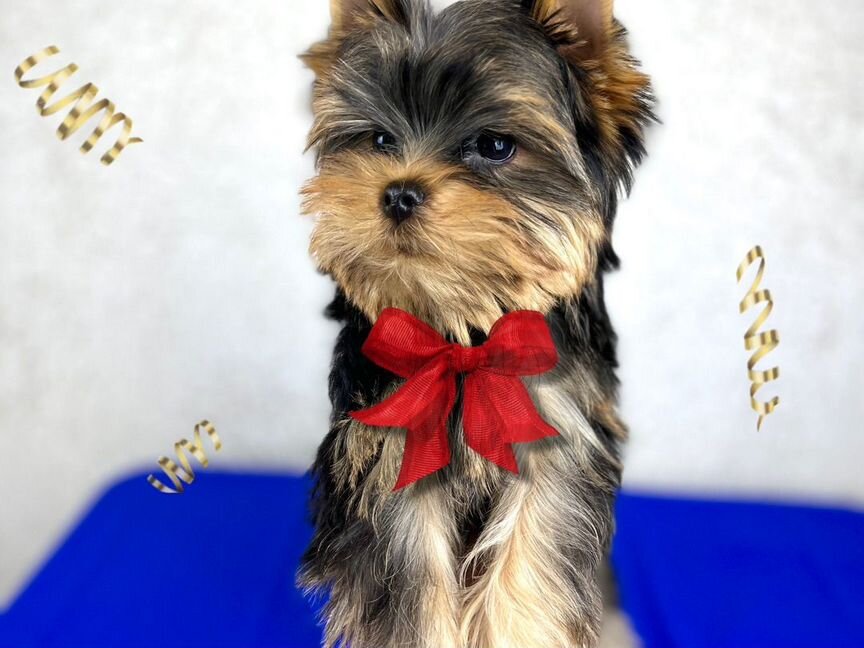 Йоркширский терьер мальчик РКФ