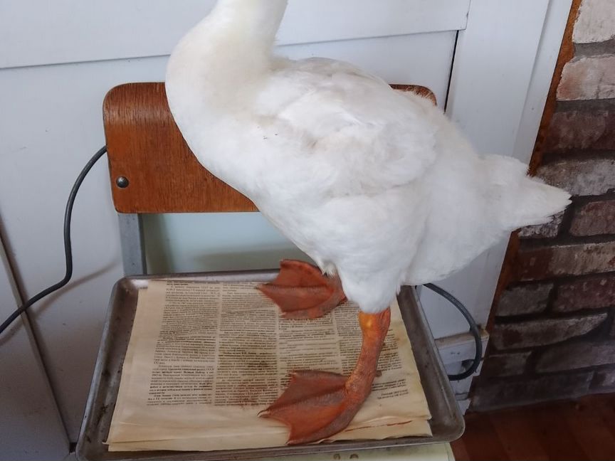 Гуси Линда утки