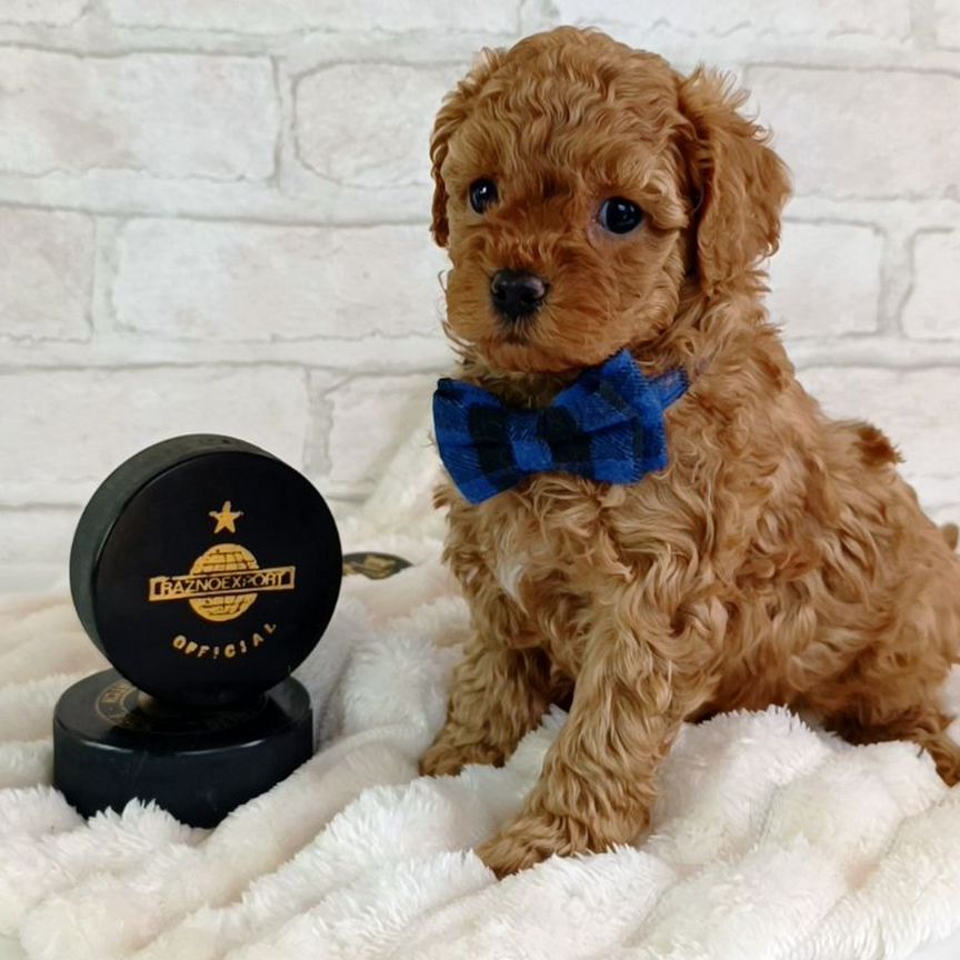 Мальтипу, щенок