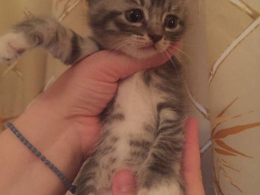 Котенок Мальчик