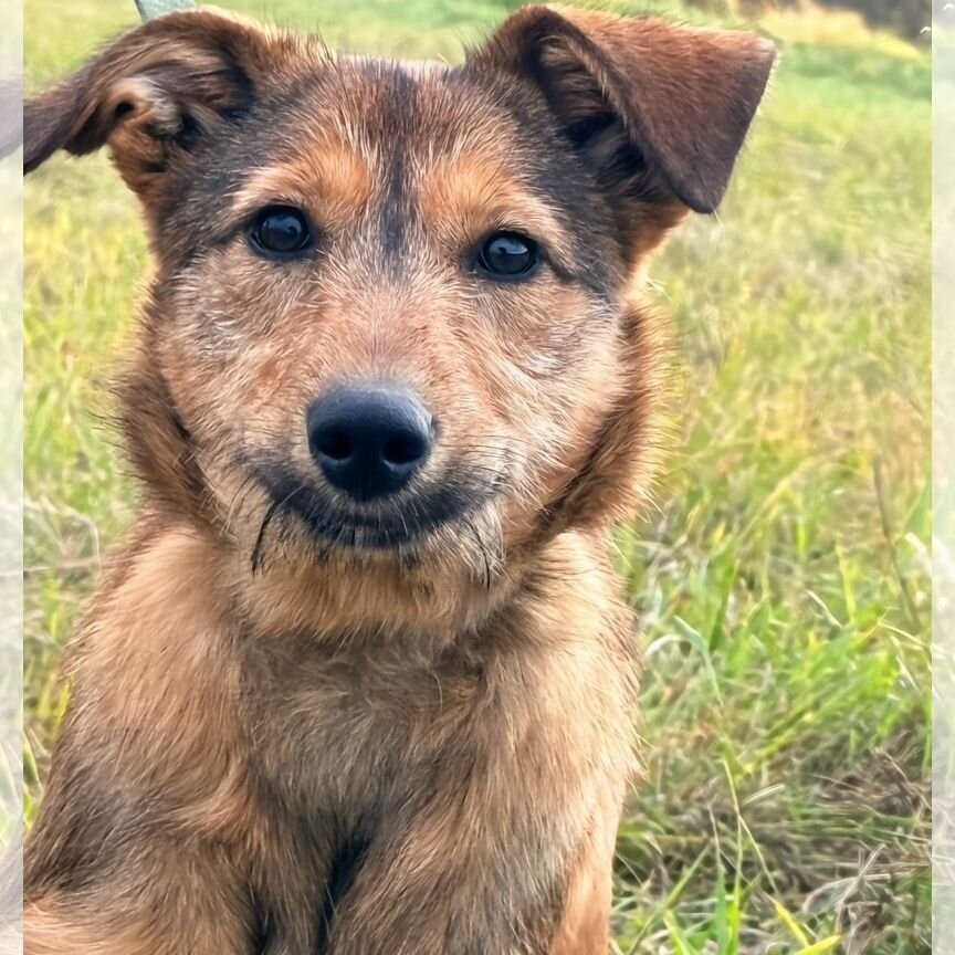 Щенок в добрые руки