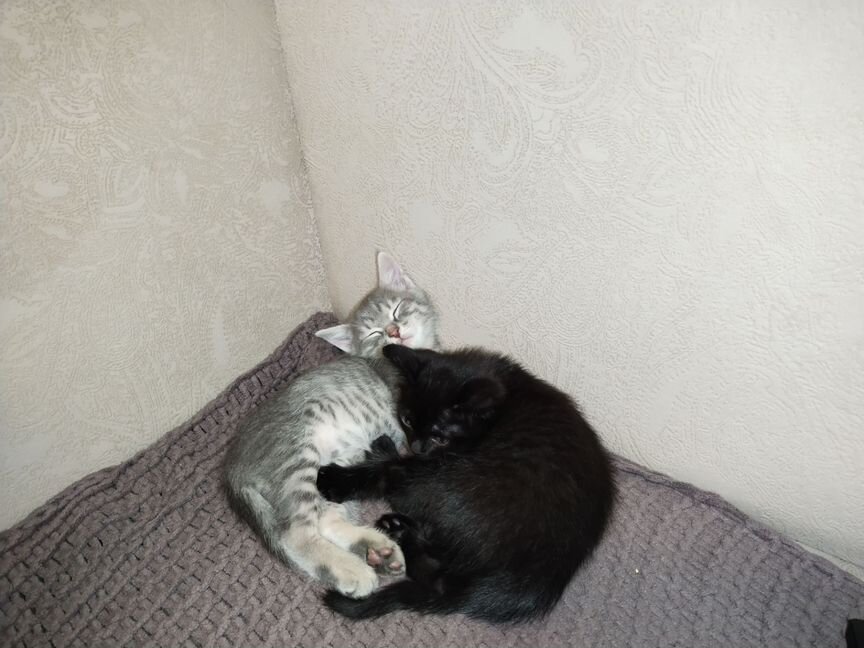 Котята в добрые руки бесплатно