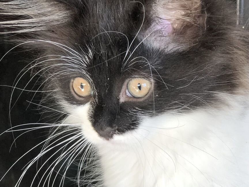 Котенок