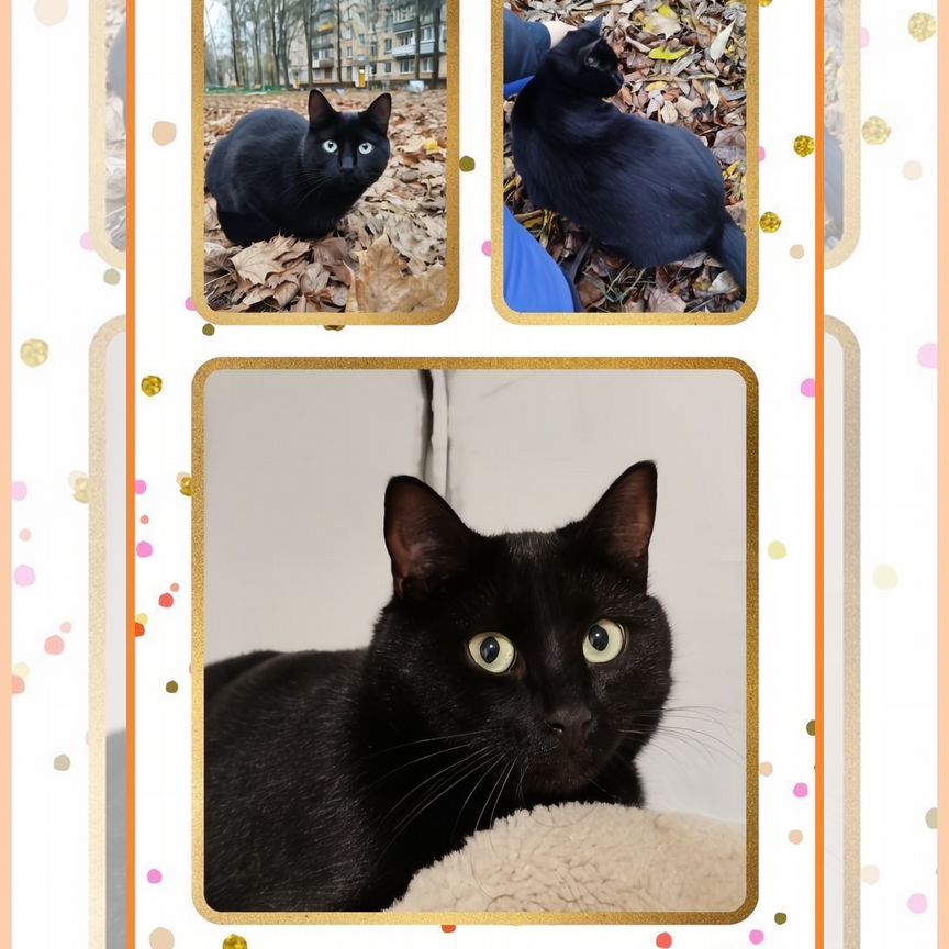 Взрослый кот в добрые руки