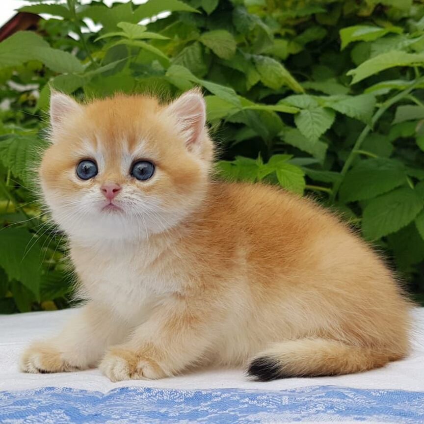 Золотая шиншилла