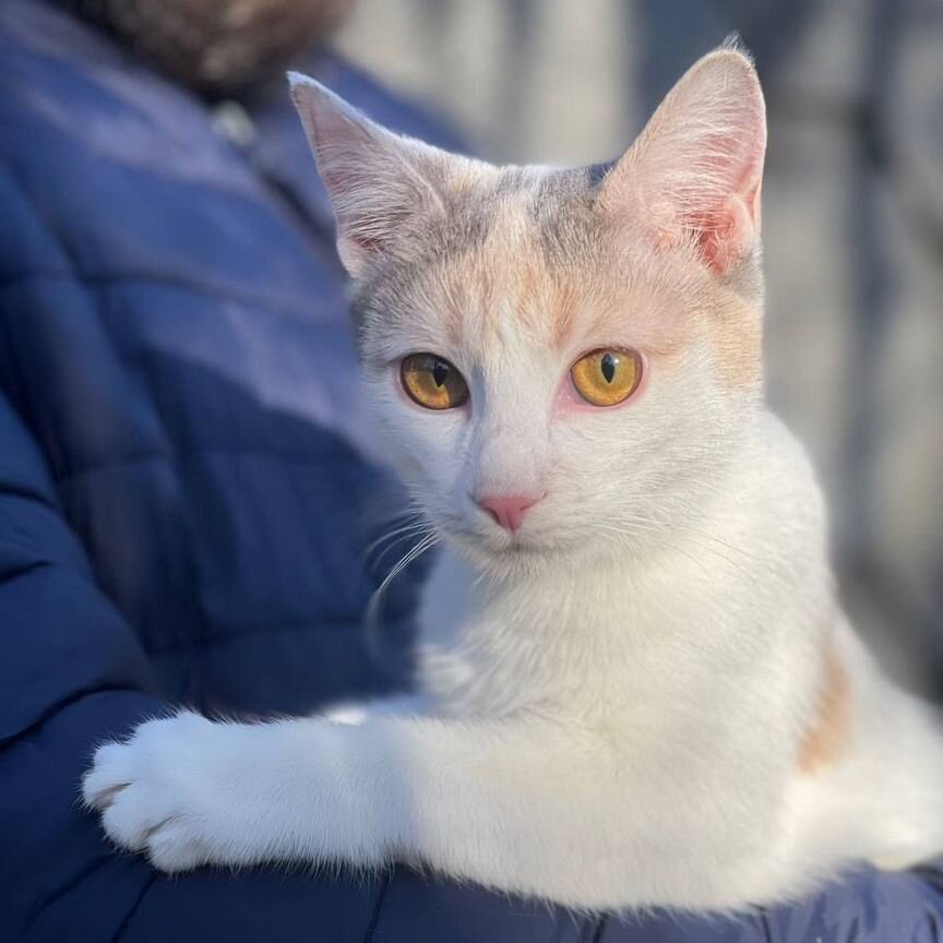 Котята в поисках семьи