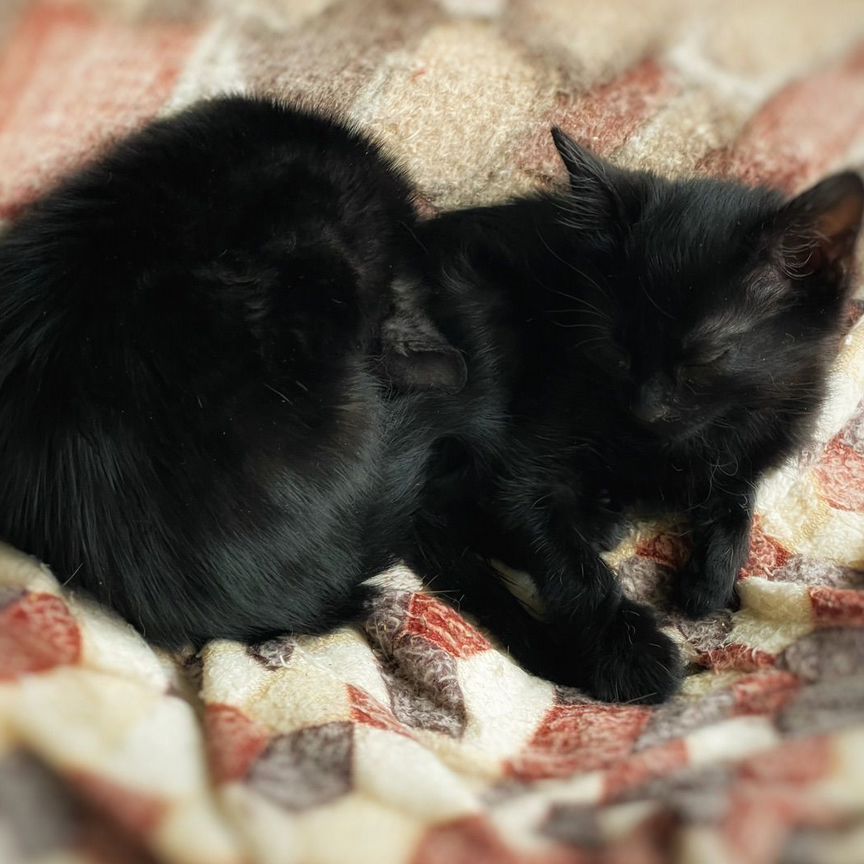 Котята