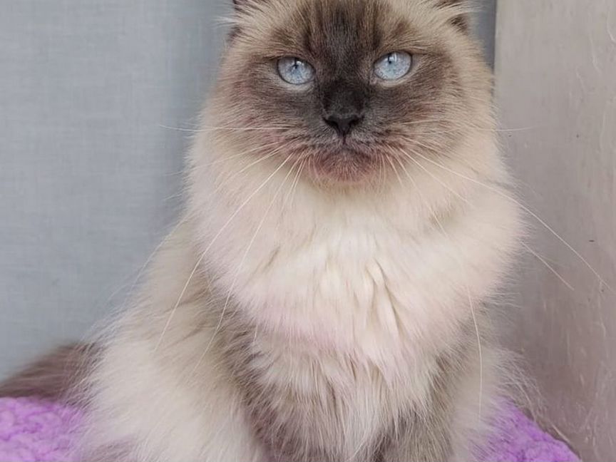 Девушка Яшма