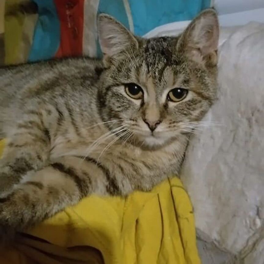 Ласковая шпротинка в добрые ручки