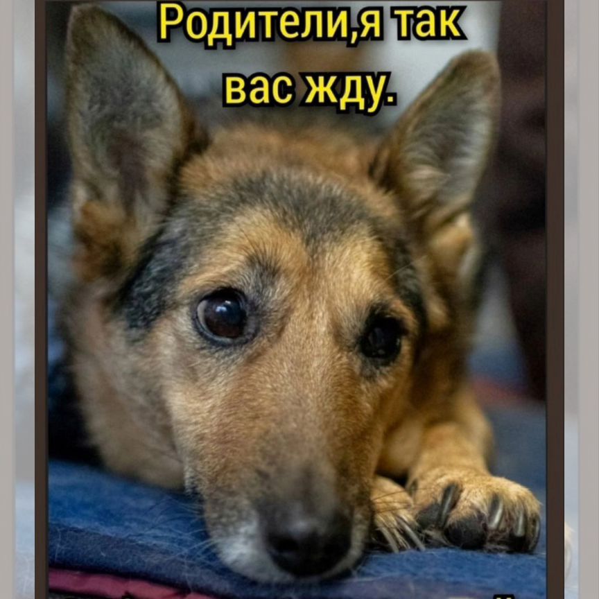 Одинокой Недушке нужен домик. Собака в дар