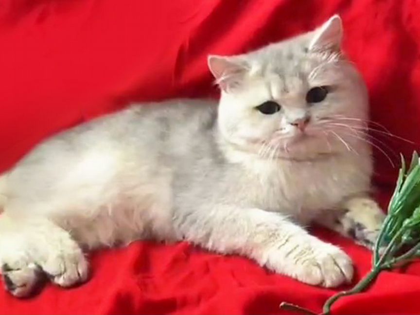 Шикарнейший британский котёнок