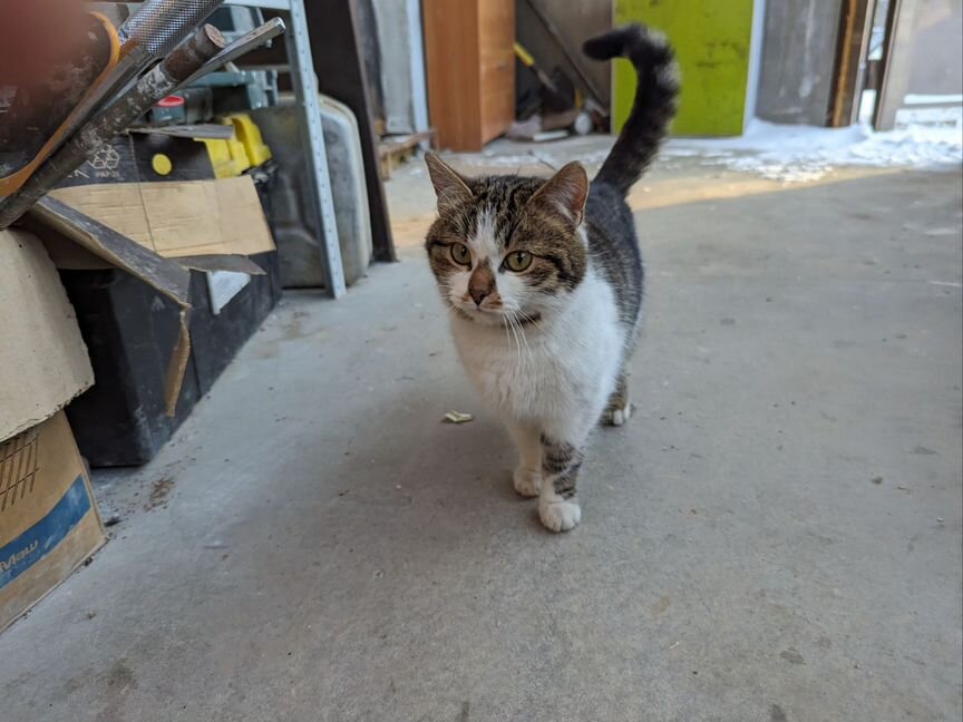 Уличный котенок мёрзнет в СНТ