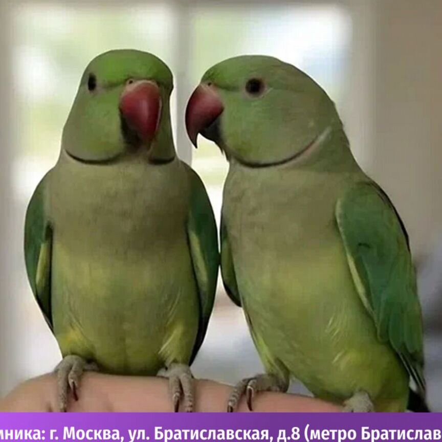 Попугай Ожереловый