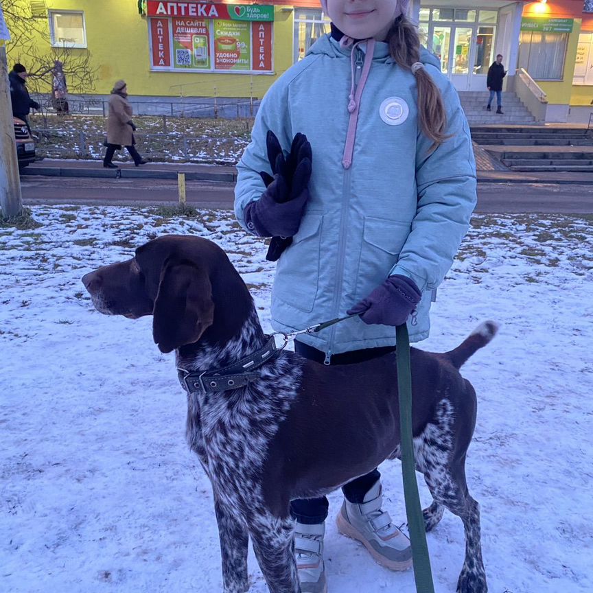 Отдам курцхаар