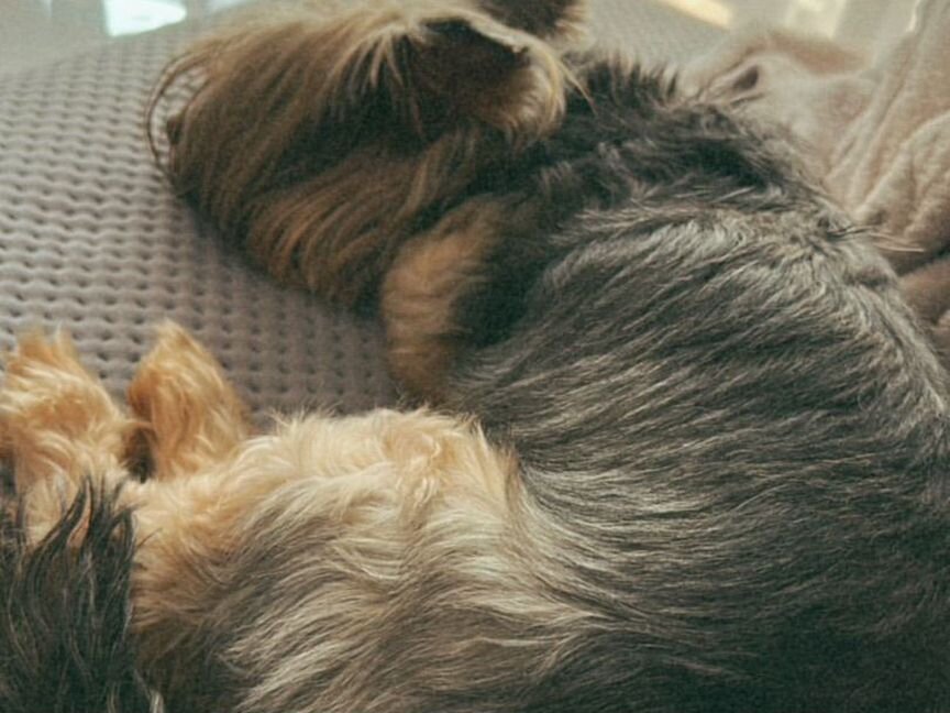 Йоркширский терьер девочка