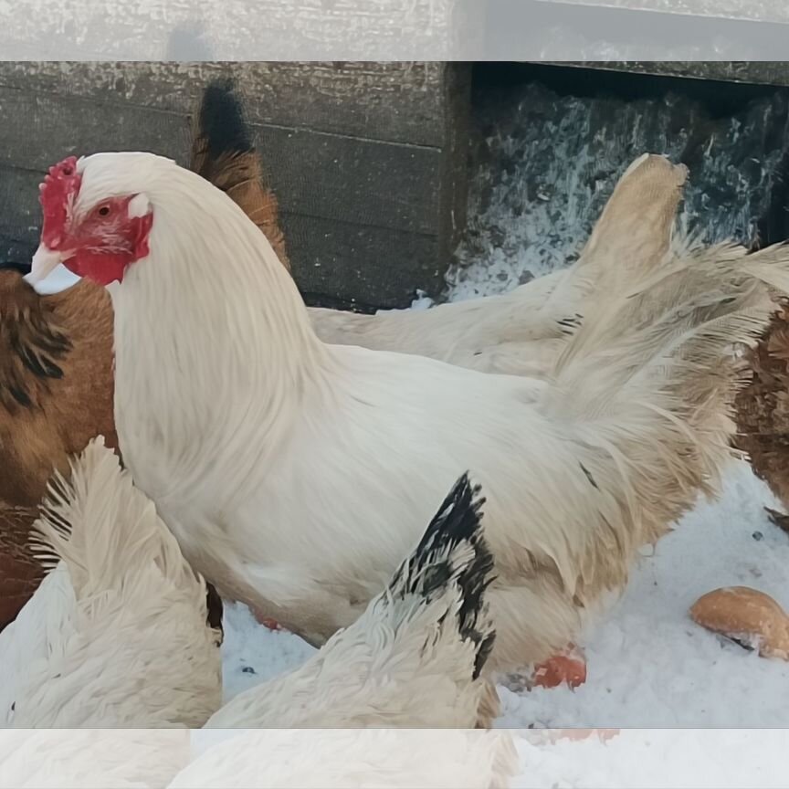 Петухи и утка