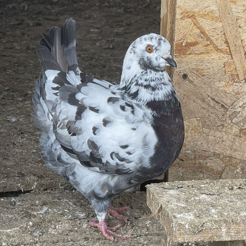 Голуби кинги