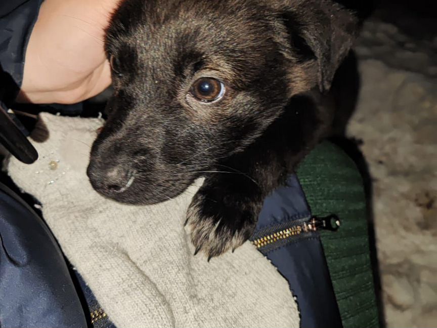 Щенок кобель в добрые руки