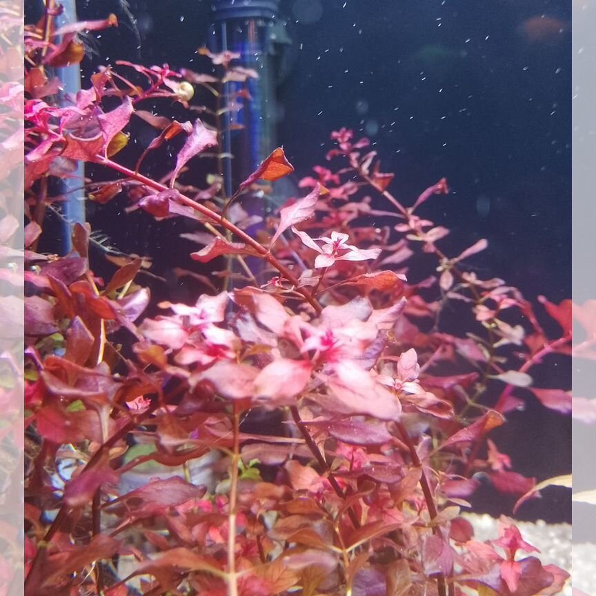 Аквариумное растение