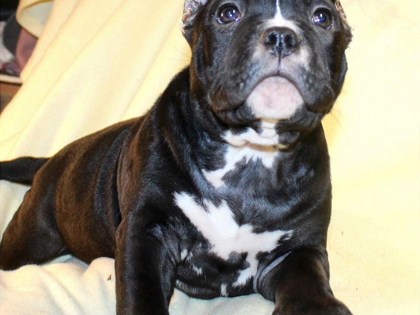 Американский булли. Черные