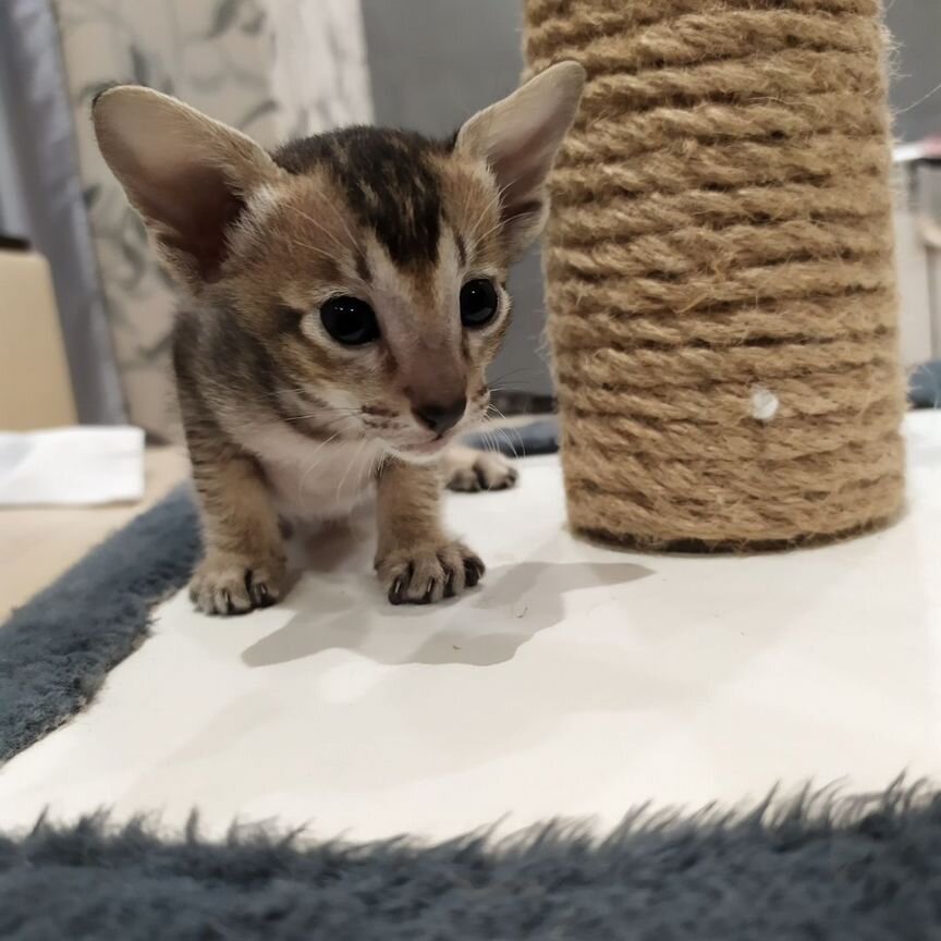 Ориентальные котята