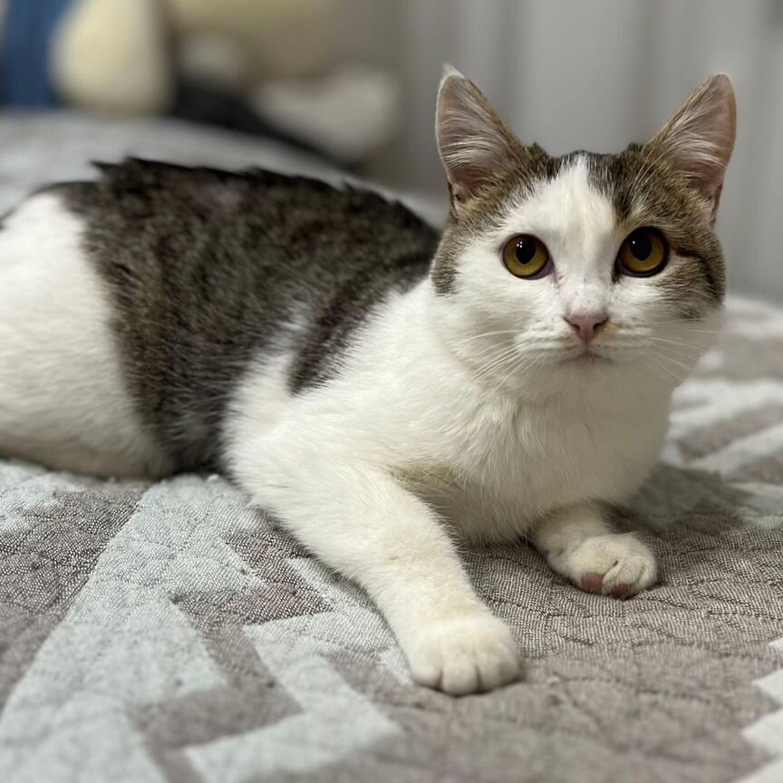 Котенок привитая лапка