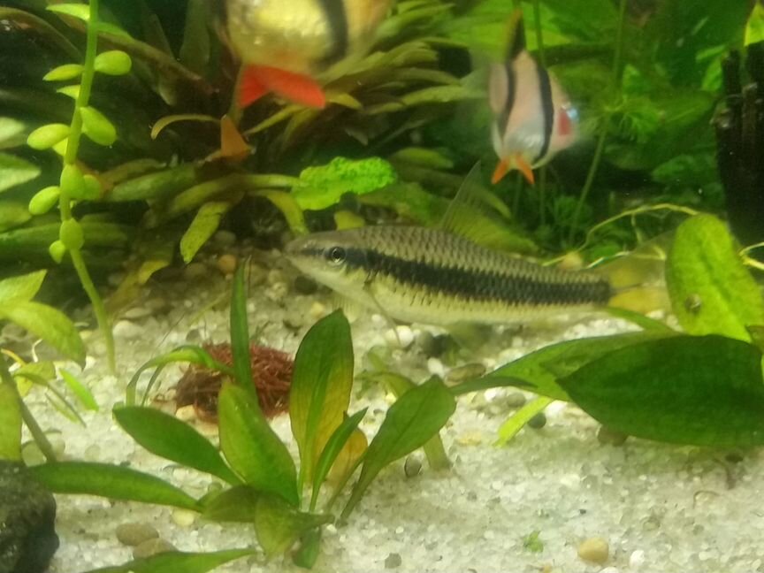 Сиамский водорослеед