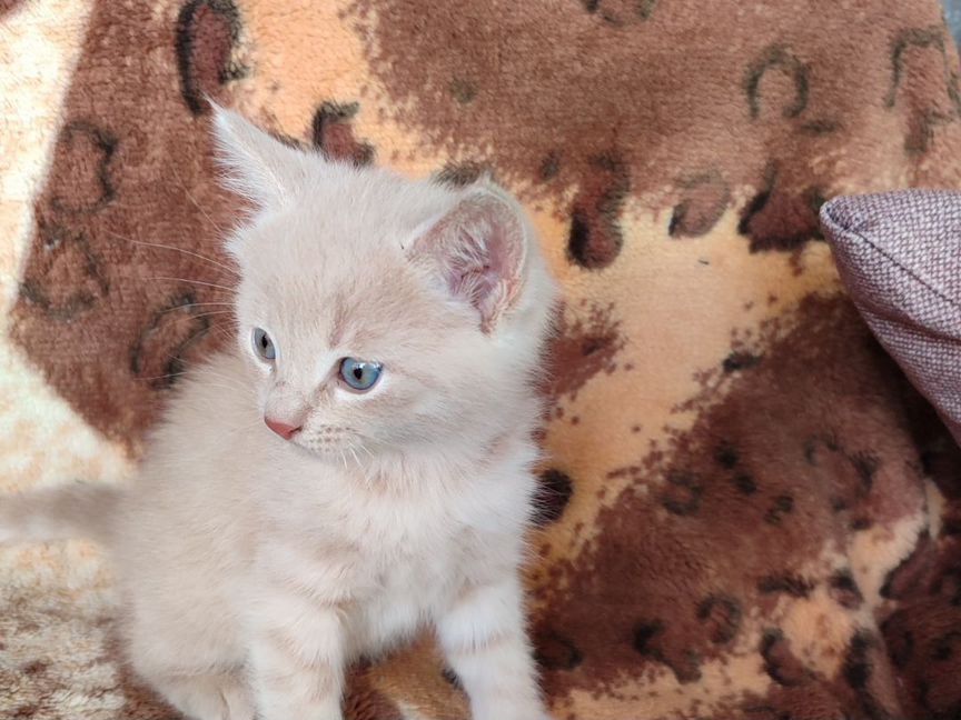 Котята в добрые руки бесплатно. Возможна доставка